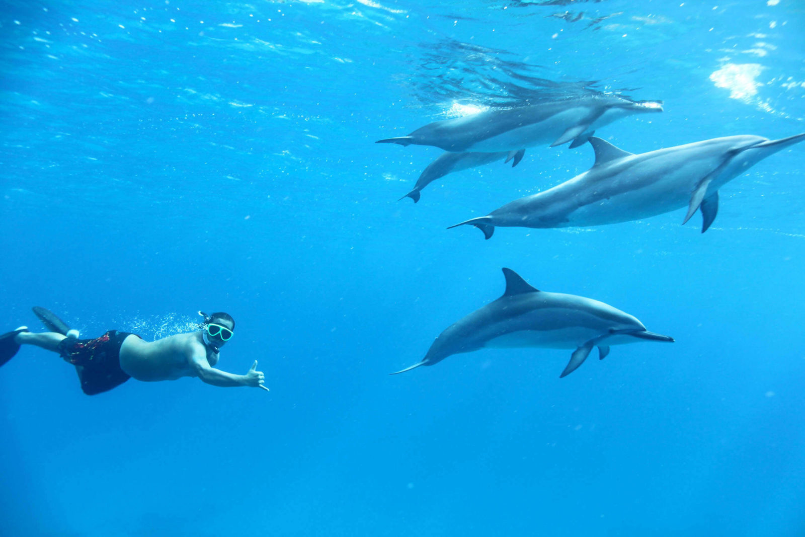 5 lugares en donde podés nadar con delfines y ballenas en libertad ...