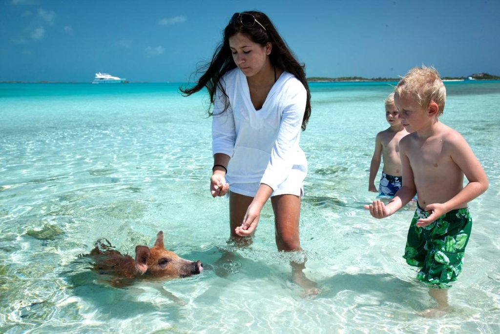 Big Major Cay, la maravillosa isla de los cerdos en el Caribe » Intriper