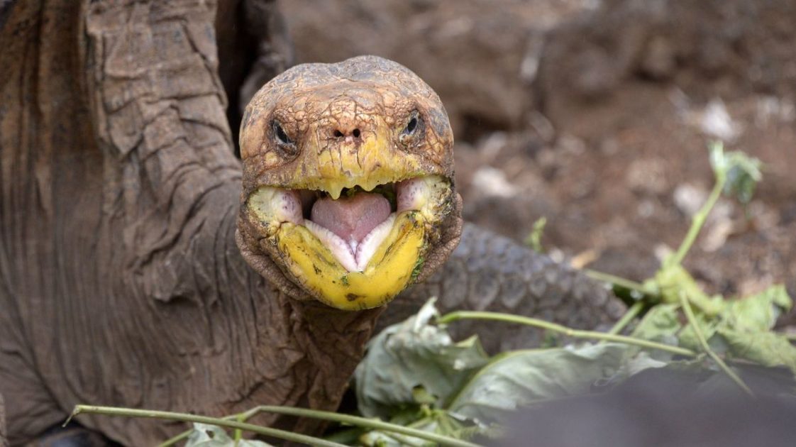 Diego, la tortuga que tuvo tanto sexo que salvó a su especie en las ...