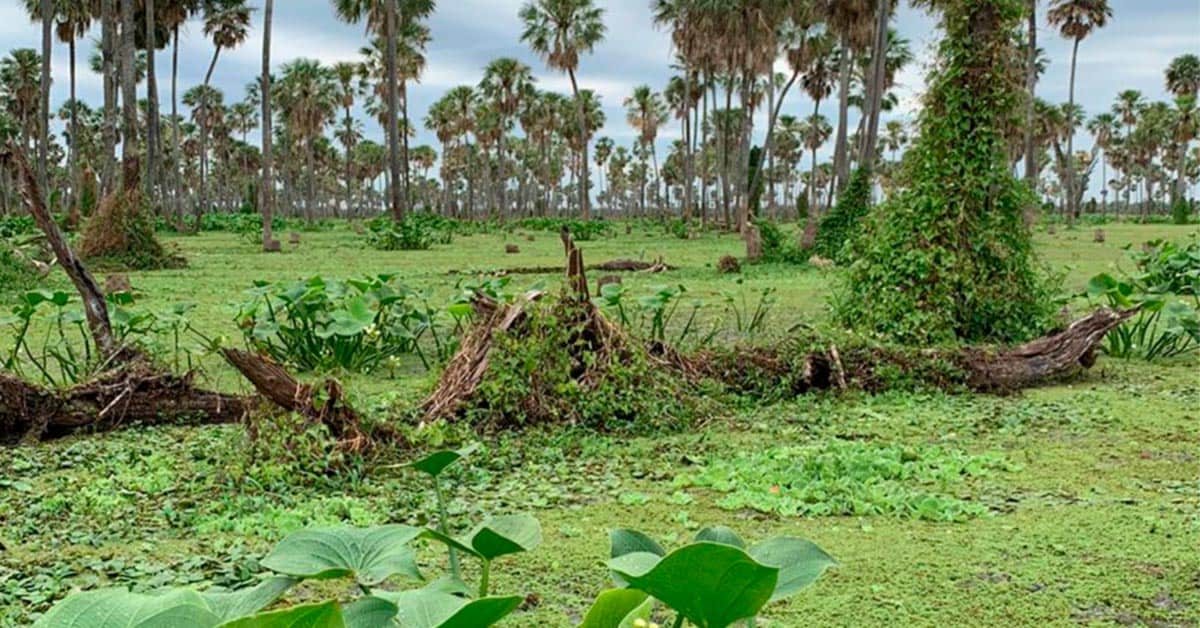 ᐉ Los 5 mejores Lugares para Conocer en Formosa » Intriper.