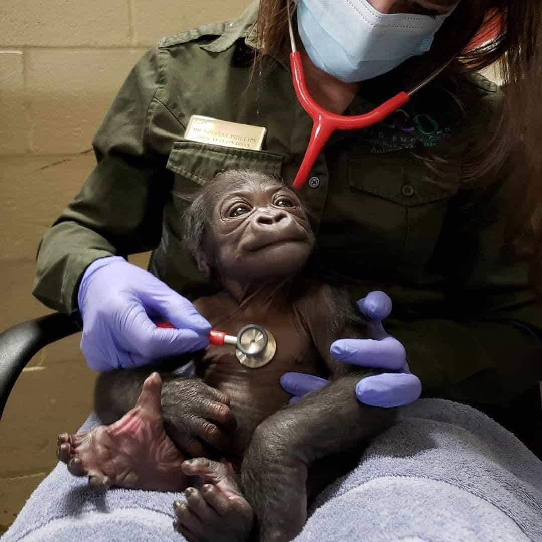 Boston celebra el nacimiento de su primer bebé gorila macho, una ...