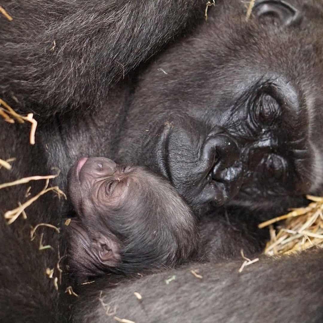 Boston celebra el nacimiento de su primer bebé gorila macho, una ...
