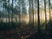 ᐉ Los 6 Bosques Más Tenebrosos del Mundo » Intriper.