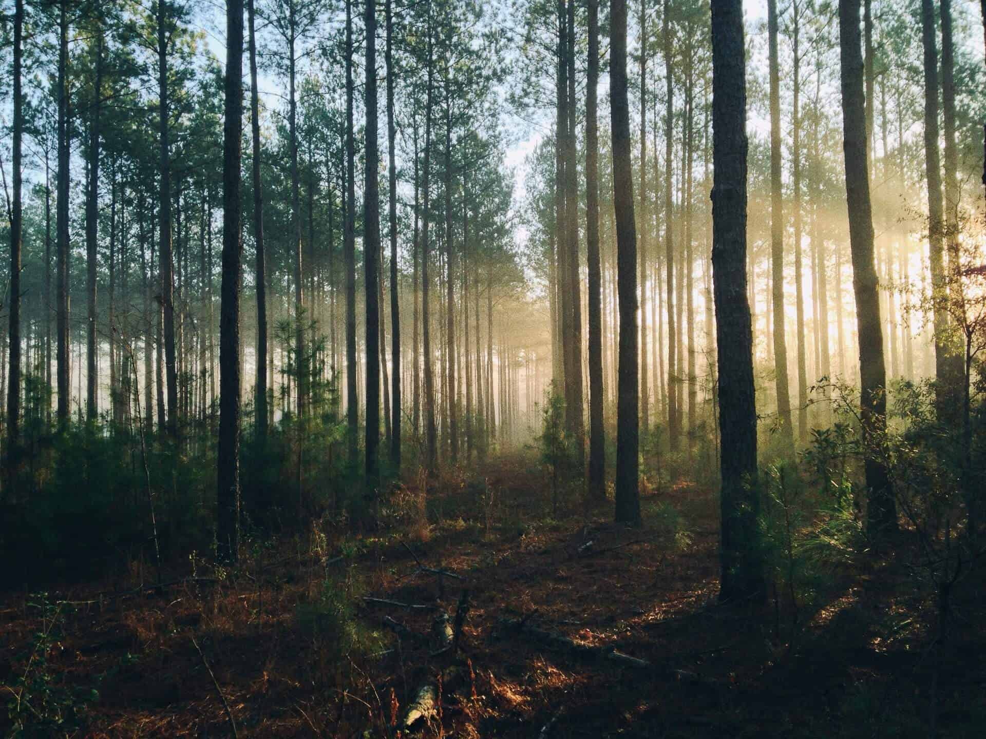 ᐉ Los 6 Bosques Más Tenebrosos del Mundo » Intriper.