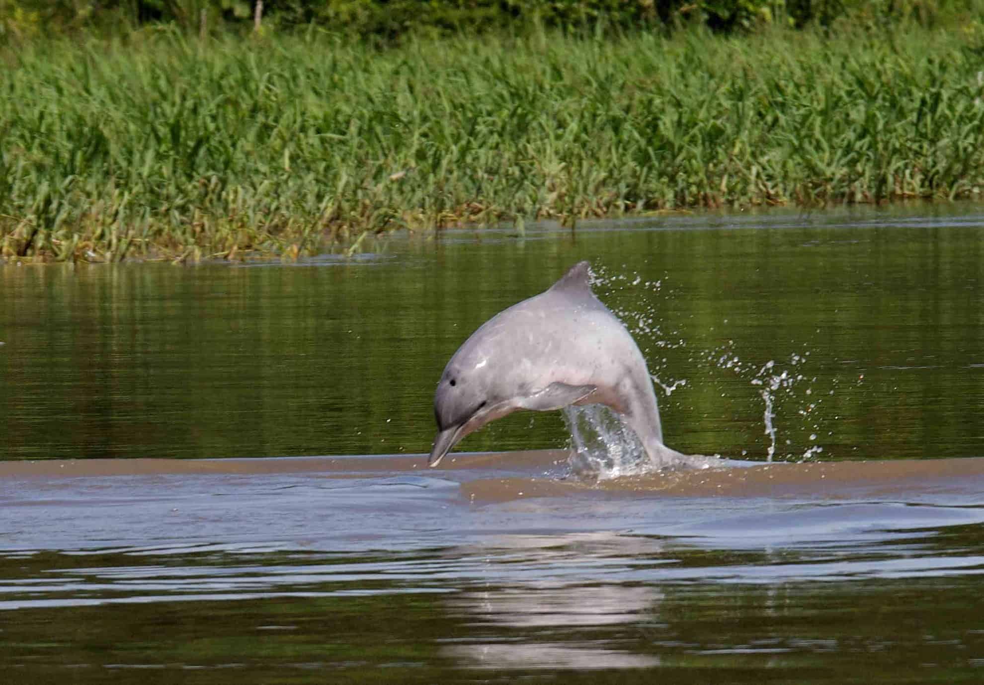 El delfín gris es incluido en la categoría "peligro de extinción" en ...