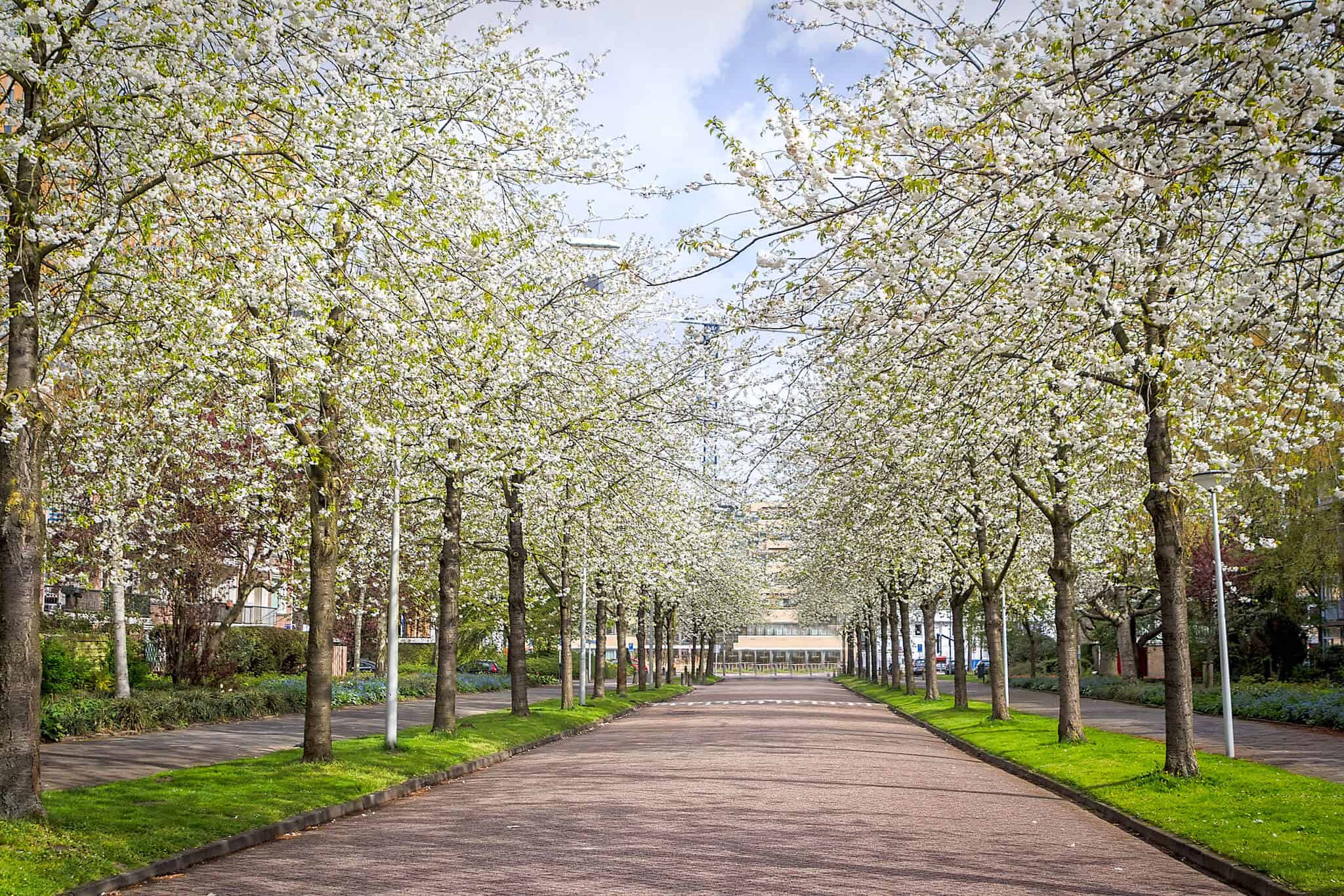ᐉ 8 lugares increíbles para ver los cerezos en flor » Intriper.