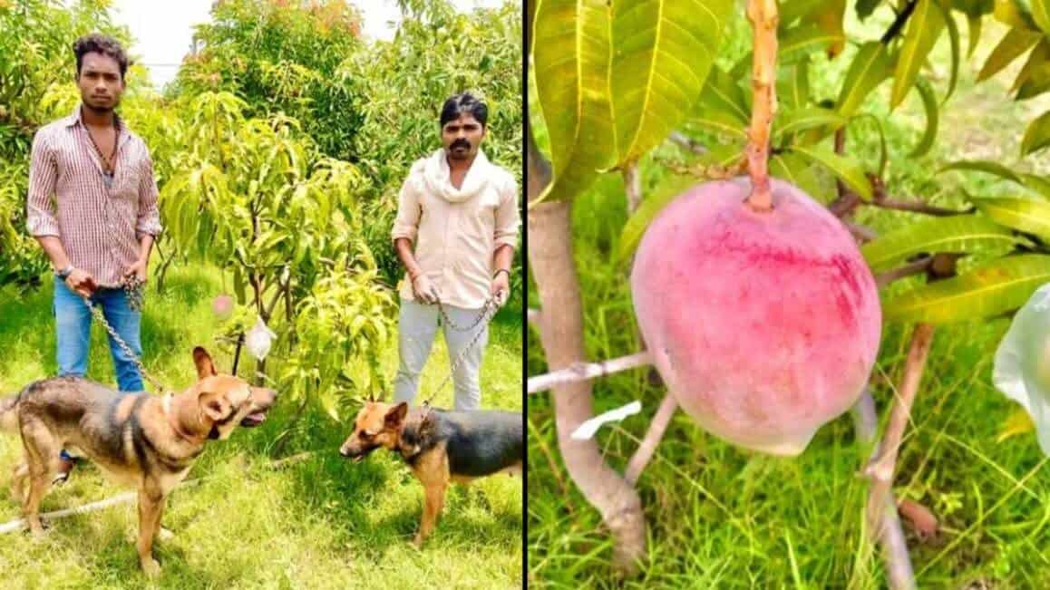Estos dos agricultores cultivaron accidentalmente el 'mango más caro ...