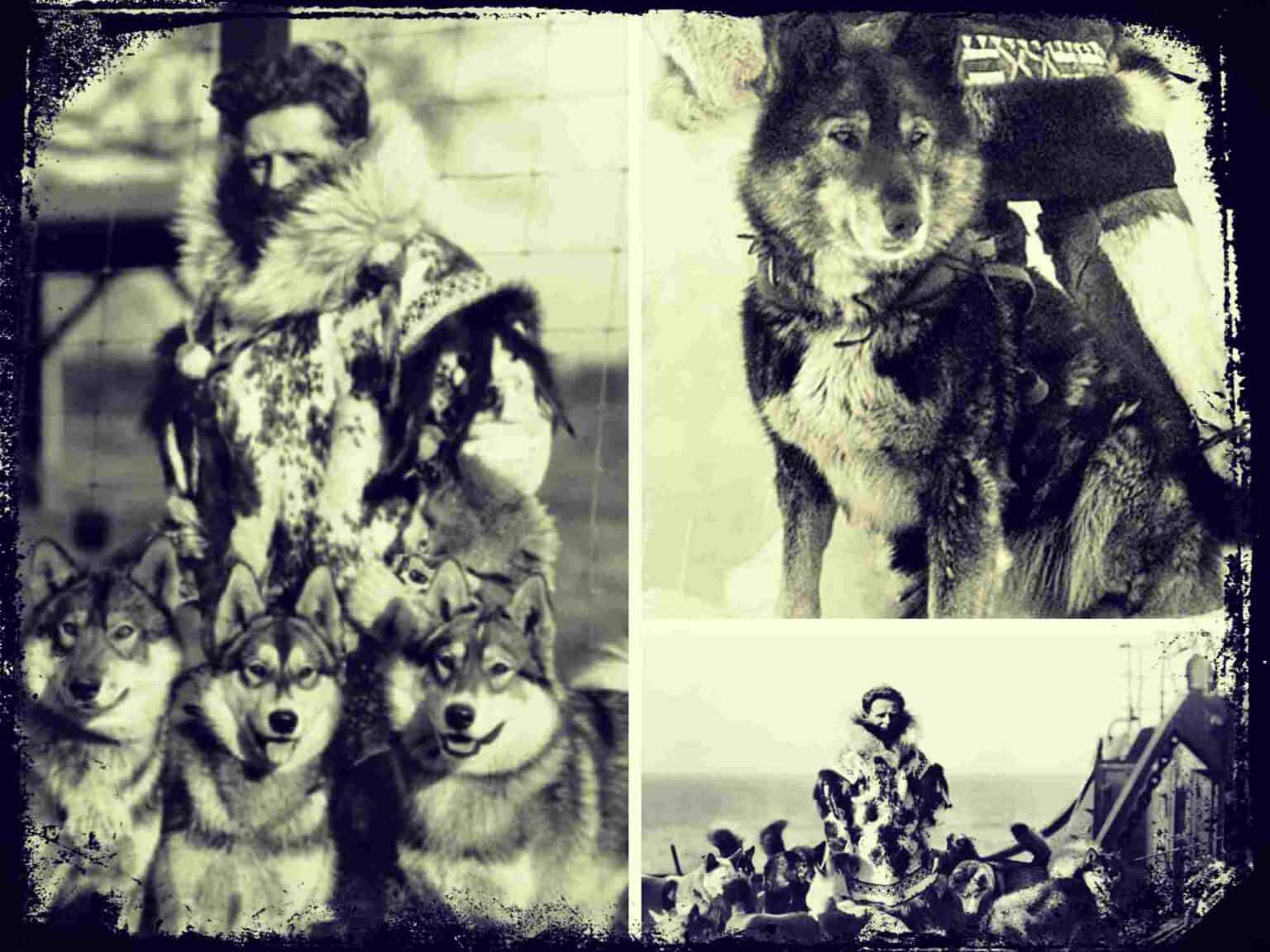 La historia de "Balto" el perro husky siberiano convertido en héroe ...