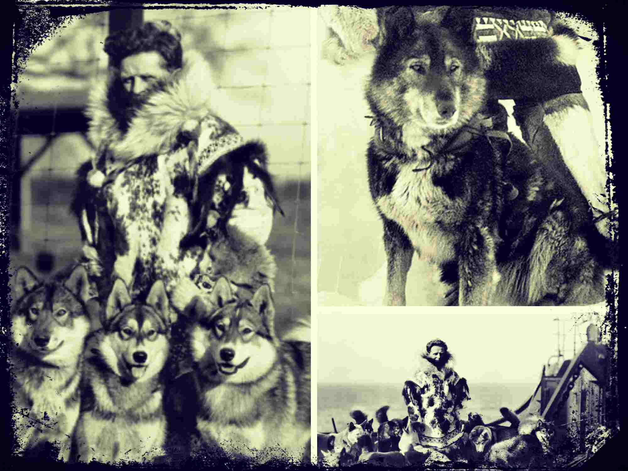 La historia de "Balto" el perro husky siberiano convertido en héroe ...