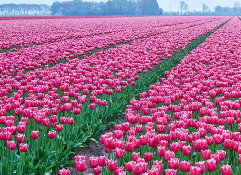 Mejores Lugares para ver Tulipanes en Holanda: cuándo y cómo visitarlos