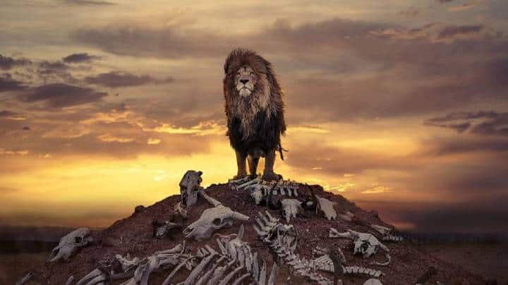Un fotógrafo logró capturar el verdadero 'Rey León' de pie sobre una ...