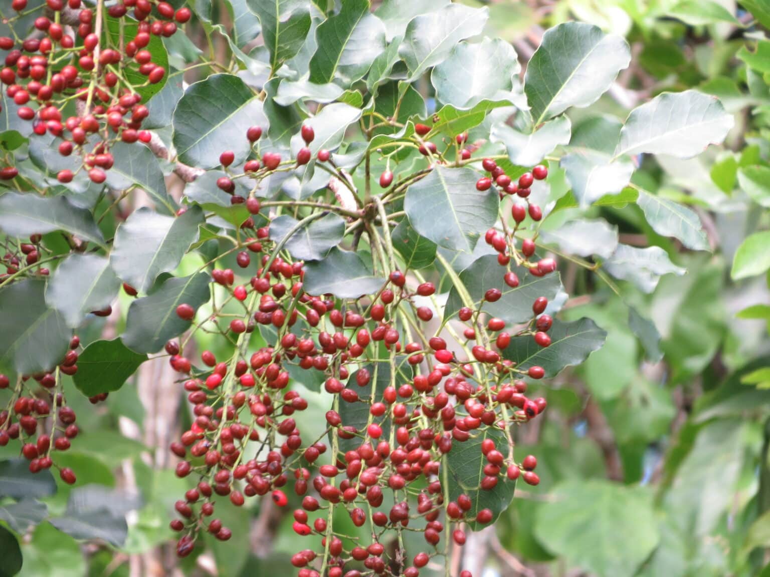 Chechen, el Árbol Tóxico Maya [Cuidados & Tratamiento]