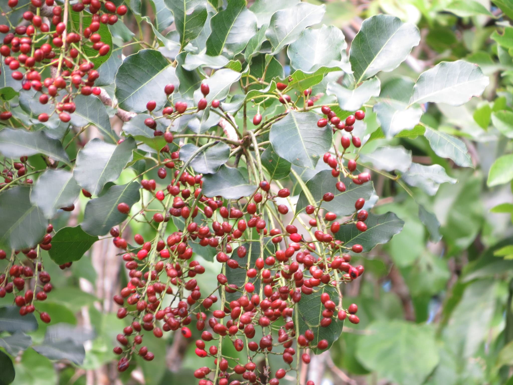 Chechen, el Árbol Tóxico Maya [Cuidados & Tratamiento]