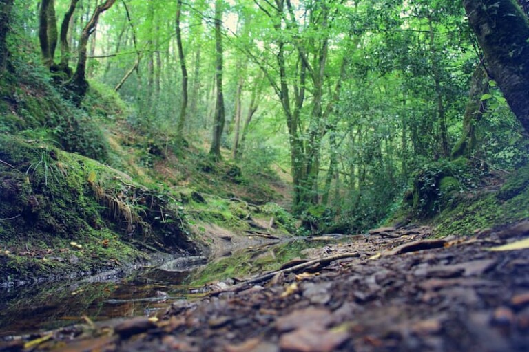 ᐉ The 10 most beautiful forests in Europe ️ - Intriper.