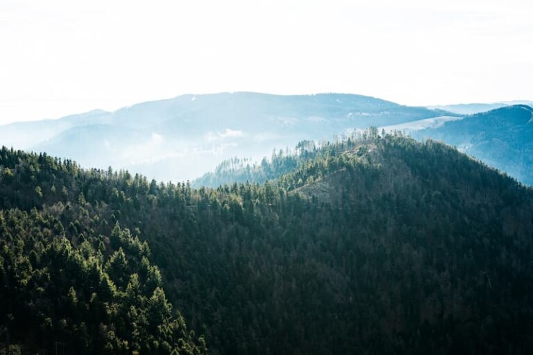 ᐉ The 10 most beautiful forests in Europe ️ - Intriper.