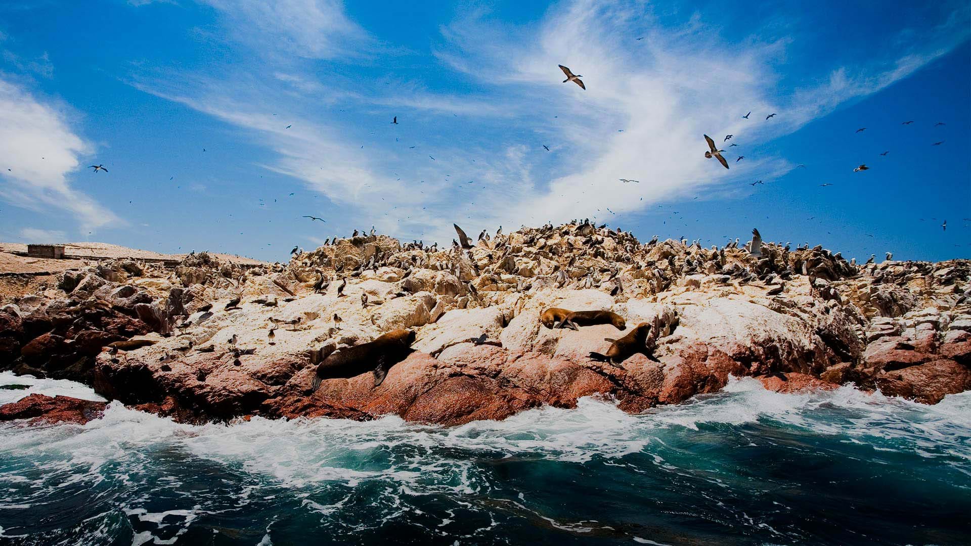 [GUÍA] Cómo visitar la Reserva Nacional Paracas en Perú