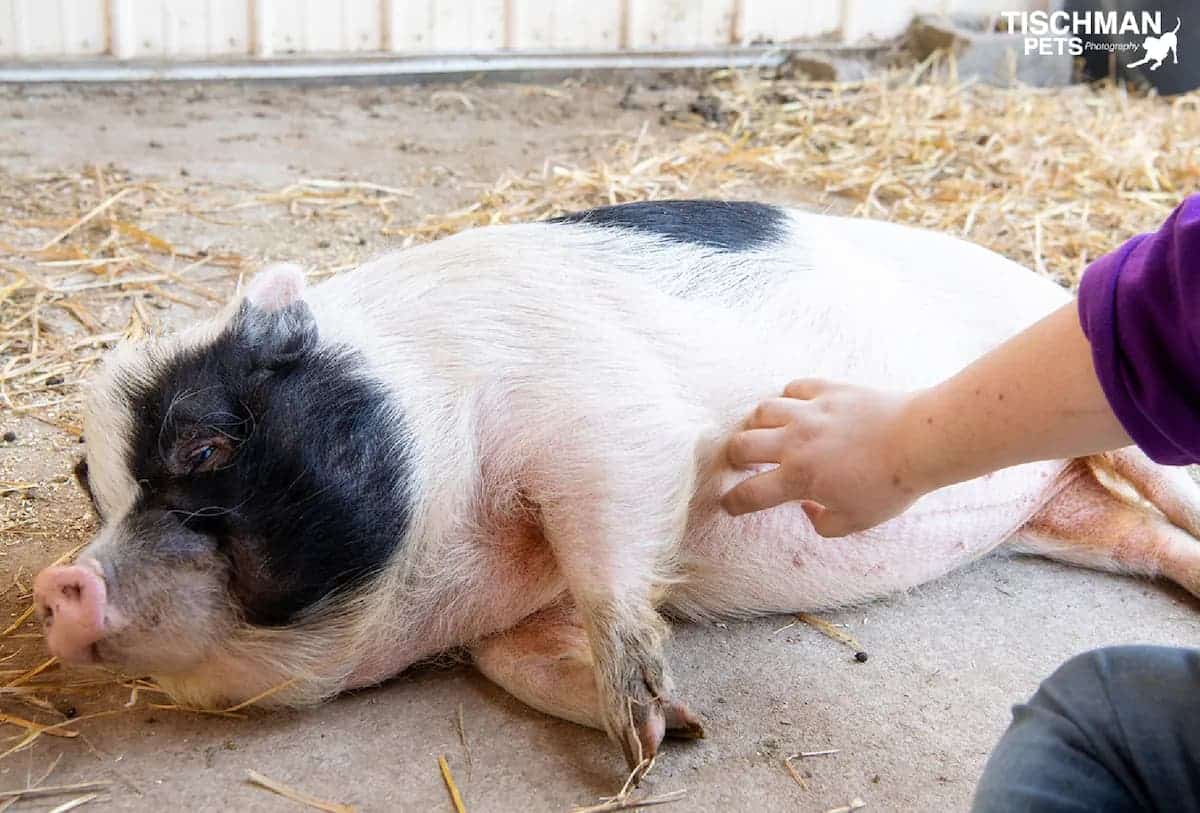 Este adorable tour por un santuario animal te permite visitar y mimar a ...