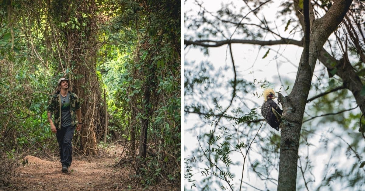 Cómo visitar el Parque Impenetrable en Chaco: opciones de alojamiento ...