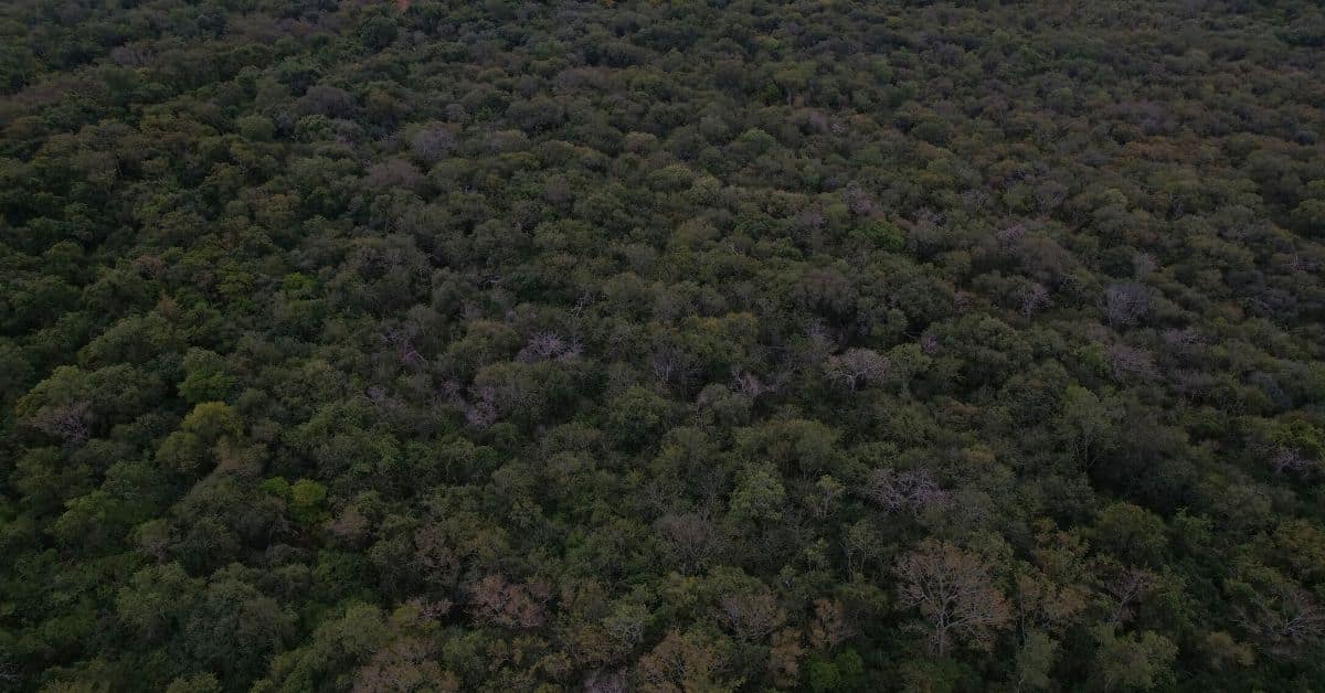 Cómo visitar el Parque Impenetrable en Chaco: opciones de alojamiento ...