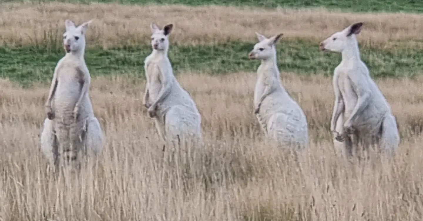 Una increíblemente rara multitud de canguros albinos fue vista saltando ...