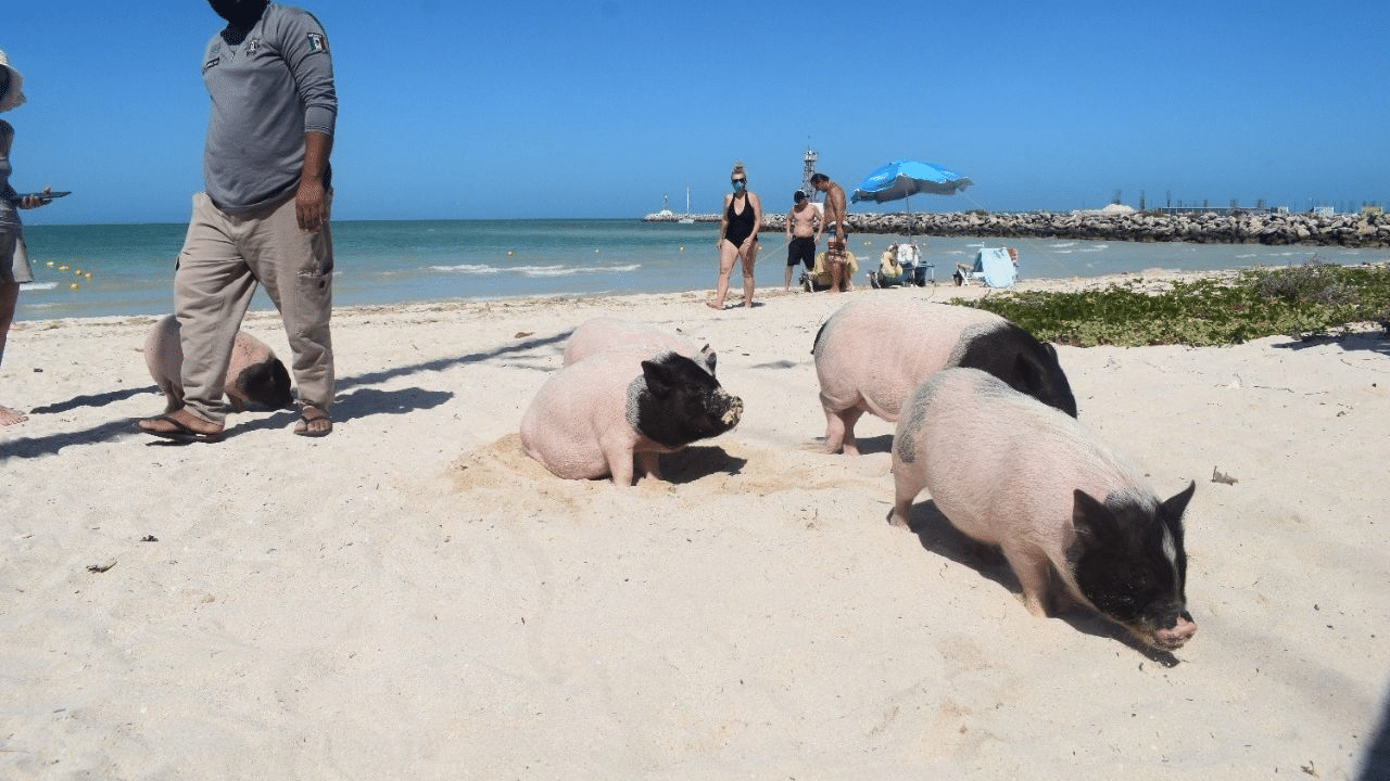 Pig Beach: esta es la isla de las Bahamas donde los cerditos salvajes ...