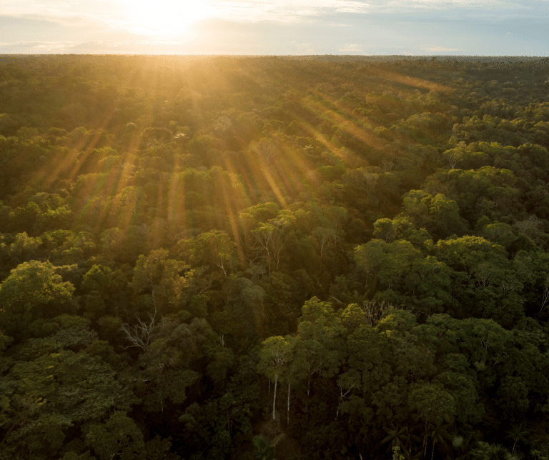 ᐉ 10 lugares y cosas que debes hacer en el Amazonas de Brasil » Intriper.