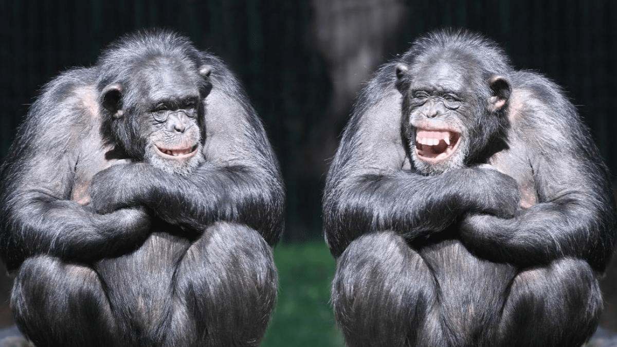 Un estudio revela que los primates tienen un sentido del humor similar ...