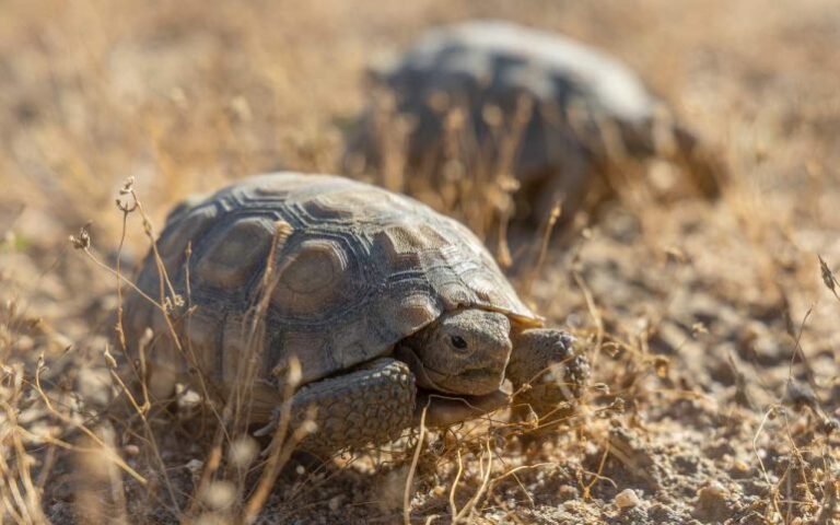 Más de 70 tortugas originarias del desierto luchan por sobrevivir y ...