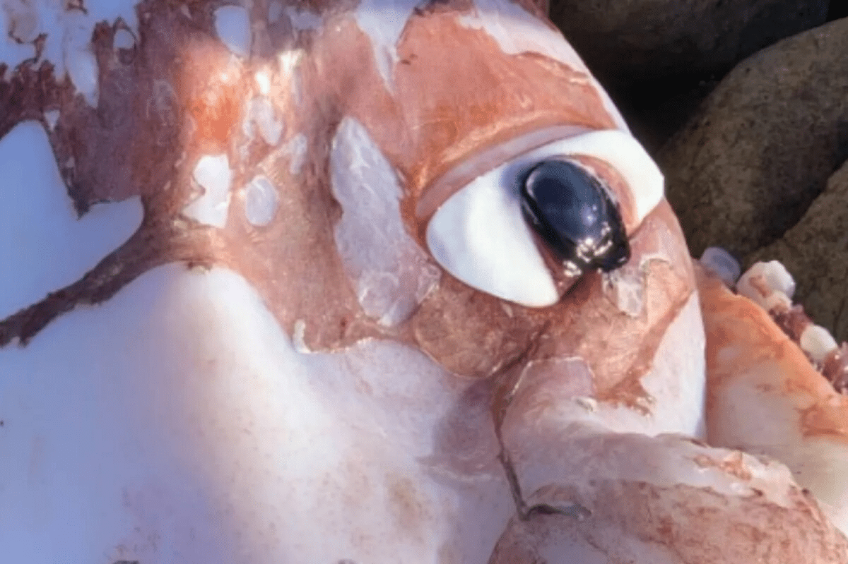 El misterio del calamar gigante de un solo ojo: Revelando la verdad ...