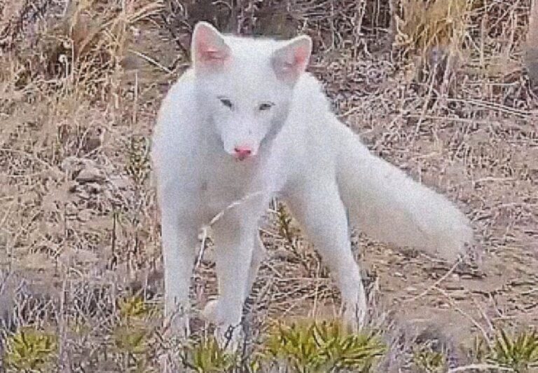 Zorro Albino En La Patagonia Sorprende A Vecinos Y Se Vuelve Viral