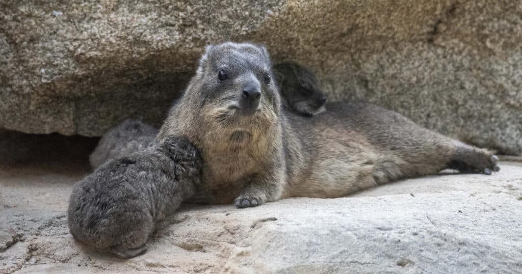 El curioso animal que dio nombre a España y solo puede verse en un ...