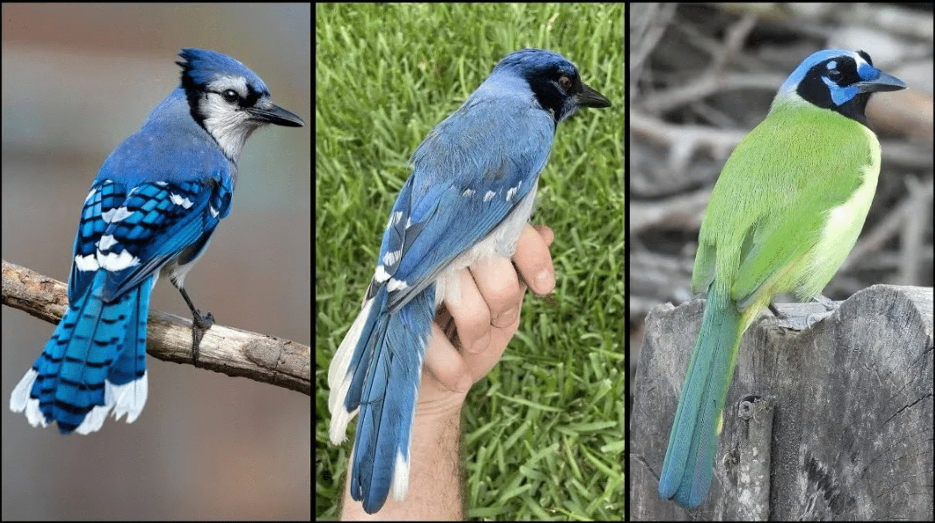 Descubren en la naturaleza al primer ave híbrida: mezcla de arrendajo ...