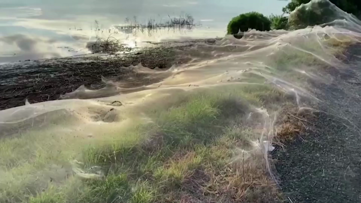 Invasión de arañas en Australia: un fenómeno natural convierte el ...
