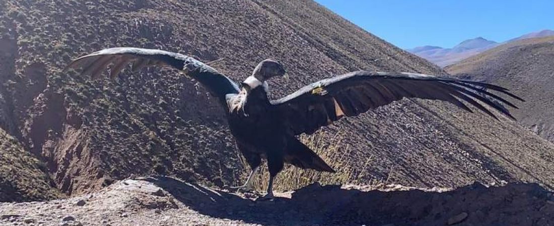 La emotiva liberación de dos cóndores andinos en Jujuy, Argentina ...