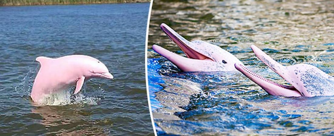 [Video] El delfín rosado (casi extinto) dio a luz » Intriper